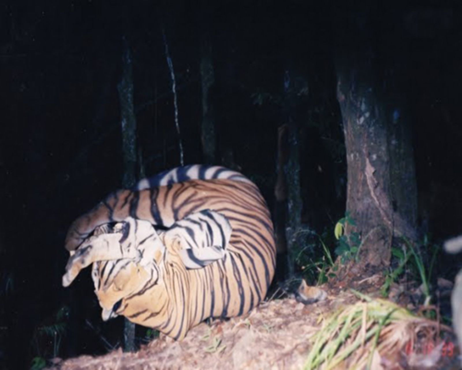 Work: Death Roll – Harm van den Dorpel